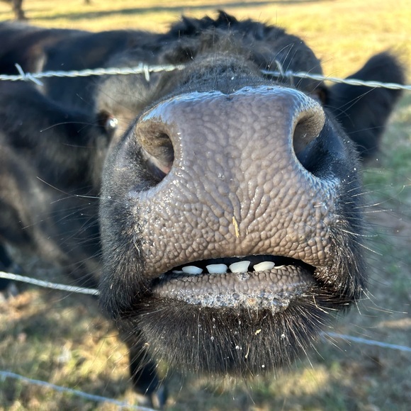 My Lucy Lu | Other | When Cows Eat Tomatoes Lucy Lu Support Your Host ...